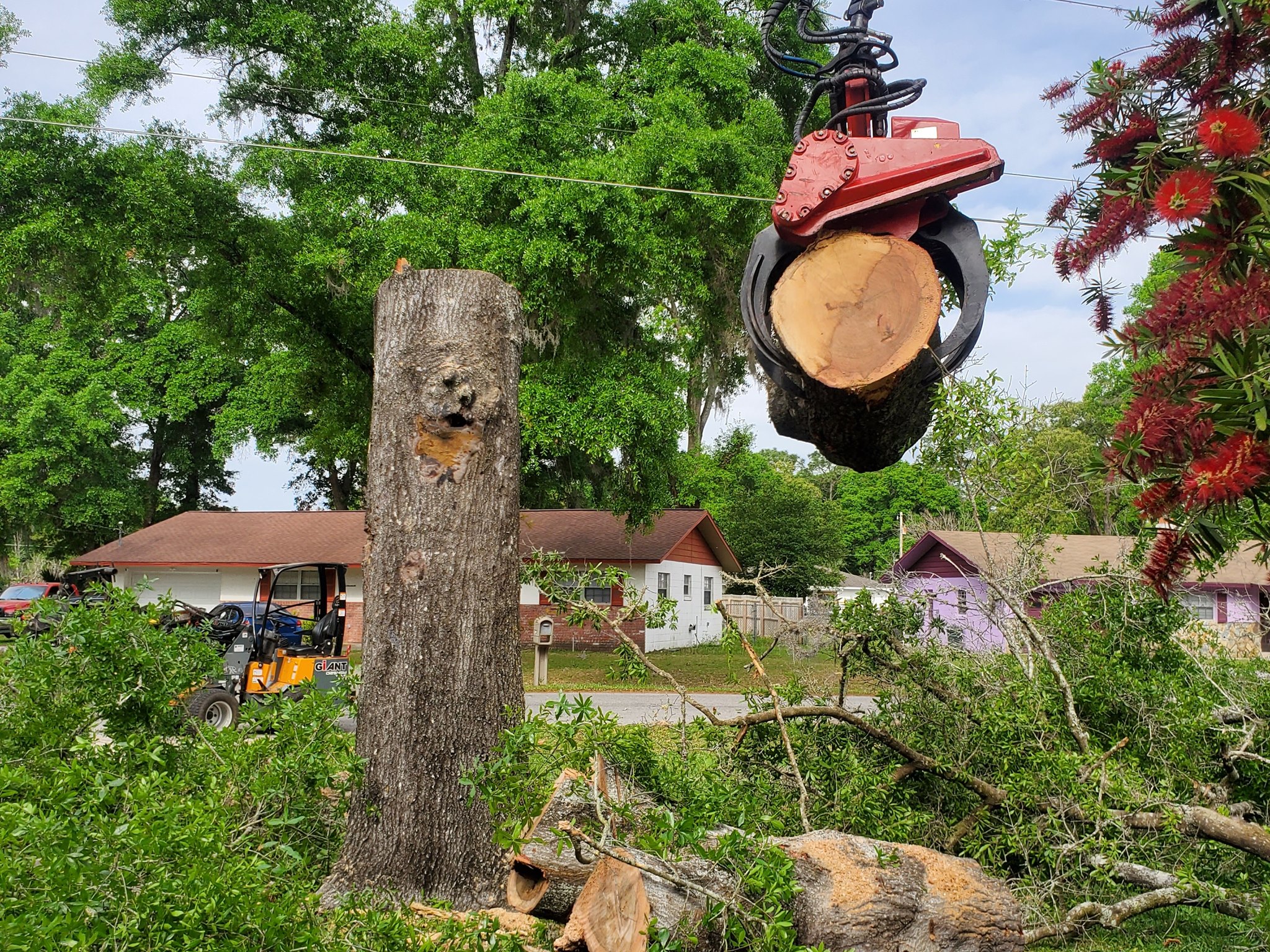 Always Trimming – Your Trusted Tree Service Professionals